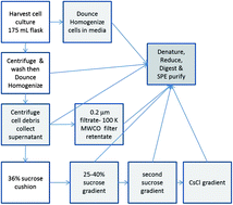 Forensic proteomics of poxvirus production - Analyst (RSC Publishing)
