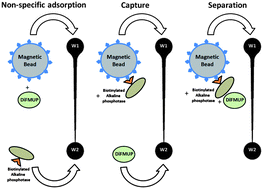 Capture and separation of biomolecules using magnetic beads in a simple ...