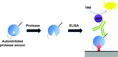 A novel protease activity assay method based on an engineered ...