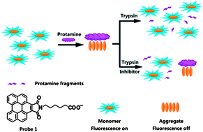 Real-time fluorometric turn-on assay for protease activity and ...