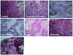 Effect of substrate choice and tissue type on tissue preparation for ...