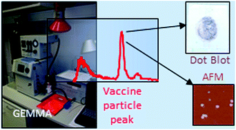 Development of a bio-analytical strategy for characterization of ...