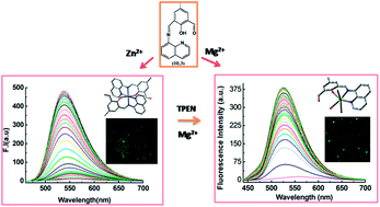 A novel chromo- and fluorogenic dual sensor for Mg2+ and Zn2+ with cell ...