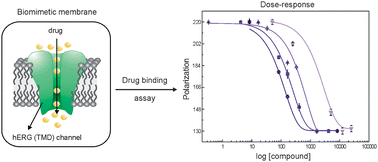 Biomimetic membrane platform containing hERG potassium channel and its ...