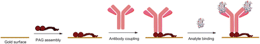 Site-directed antibody immobilization using a protein A–gold binding ...