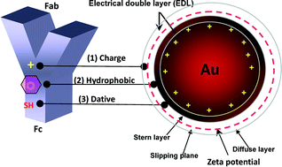 Development of a manual self-assembled colloidal gold nanoparticle ...