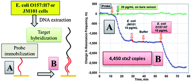 A method for DNA-based detection of E. coli O157:H7 in a proteinous ...