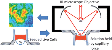 ATR-FTIR spectroscopic imaging: recent advances and applications to ...