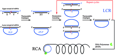 Ligase chain reaction coupled with rolling circle amplification for ...