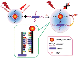 Near-infrared to near-infrared upconverting NaYF4:Yb3+,Tm3+ nanoparticles-aptamer-Au nanorods ...