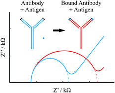 Electrochemical impedance spectroscopy: an overview of bioanalytical ...