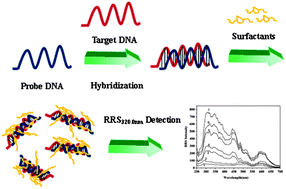 A resonance Rayleigh scattering detection of DNA hybridization based on ...
