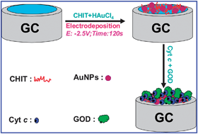 A glucose biosensor based on cytochrome c and glucose oxidase co ...