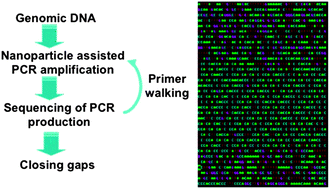 Gold nanoparticle-assisted primer walking for closing the human ...