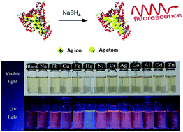 A novel ratiometric fluorescence probe based on BSA assembled silver nanoclusters for mercuric ...