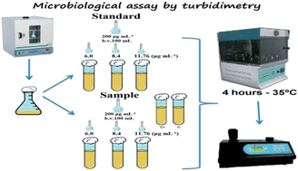 Development and validation of a microbiological assay by turbidimetry ...