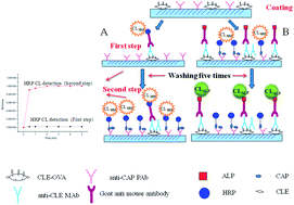 Simultaneous determination of chloramphenicol and clenbuterol in milk with hybrid ...