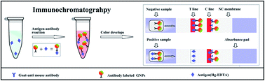 Colorimetric detection of mercury based on a strip sensor - Analytical ...