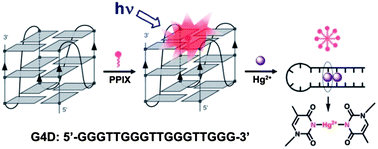 A label-free fluorescent sensor for Hg2+ based on target-induced ...