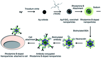 Facile functionalization of Ag@SiO2 core–shell metal enhanced ...