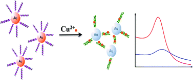 Colorimetric copper(ii) ion sensor based on the conformational change ...