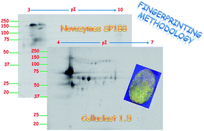 Protein fingerprinting in the choice of cellulase cocktails for the ...