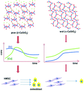 Crystal structures of CaSiO3 polymorphs control growth and osteogenic ...