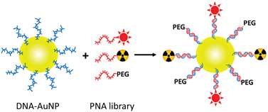 Nucleic acid-directed self-assembly of multifunctional gold ...