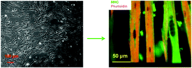 In vitro differentiation of functional human skeletal myotubes in a ...