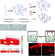 Hyaluronic acid hydrogel stiffness and oxygen tension affect cancer ...