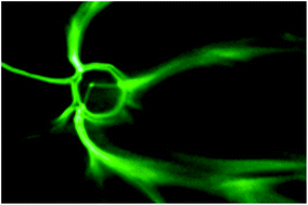 Nanoscale semiconductor devices as new biomaterials - Biomaterials ...