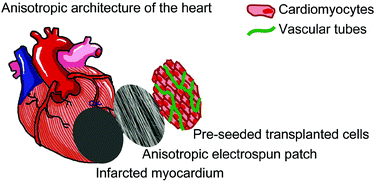 A nanopatterned cell-seeded cardiac patch prevents electro-uncoupling ...