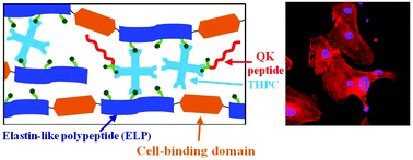 One-pot synthesis of elastin-like polypeptide hydrogels with grafted ...