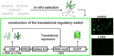 Directed Evolution Protein Design By Directed Evolution Guided By