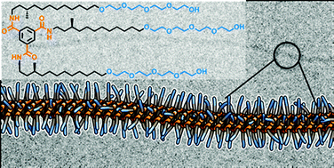 Supramolecular polymerization in water harnessing both hydrophobic ...