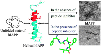 Conformationally restricted short peptides inhibit human islet amyloid ...
