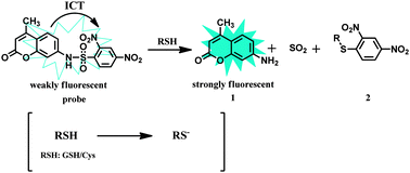 A new turn-on fluorescent probe for selective detection of glutathione and cysteine in living ...