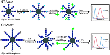 A universal flow cytometry assay for screening carbohydrate-active ...