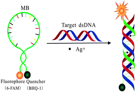 Sequence-specific recognition of double-stranded DNA with molecular ...