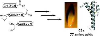 Efficient chemical synthesis of human complement protein C3a - Chemical ...