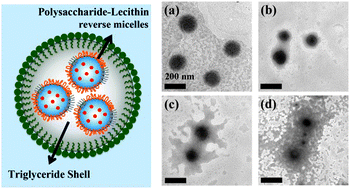Polysaccharide-lecithin reverse micelles with enzyme-degradable ...