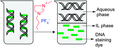 Extraction of DNA staining dyes from DNA using hydrophobic ionic ...