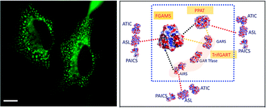 The purinosome, a multi-protein complex involved in the de novo ...