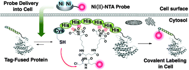 In-cell covalent labeling of reactive His-tag fused proteins - Chemical ...