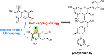 First regiocontrolled synthesis of procyanidin B6, a catechin dimer ...