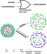 Dual enzyme responsive microcapsules simulating an “OR” logic gate for ...