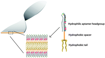 The role of spacers on the self-assembly of DNA aptamer-amphiphiles ...