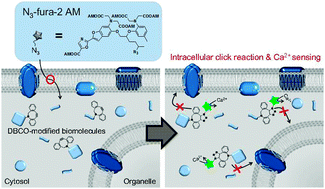 Intracellular click reaction with a fluorescent chemical Ca2+ indicator ...