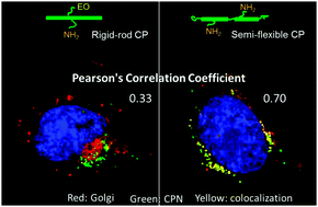 Semi Flexible Rod Polymer