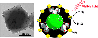 Significantly enhanced photocatalytic hydrogen evolution under visible ...